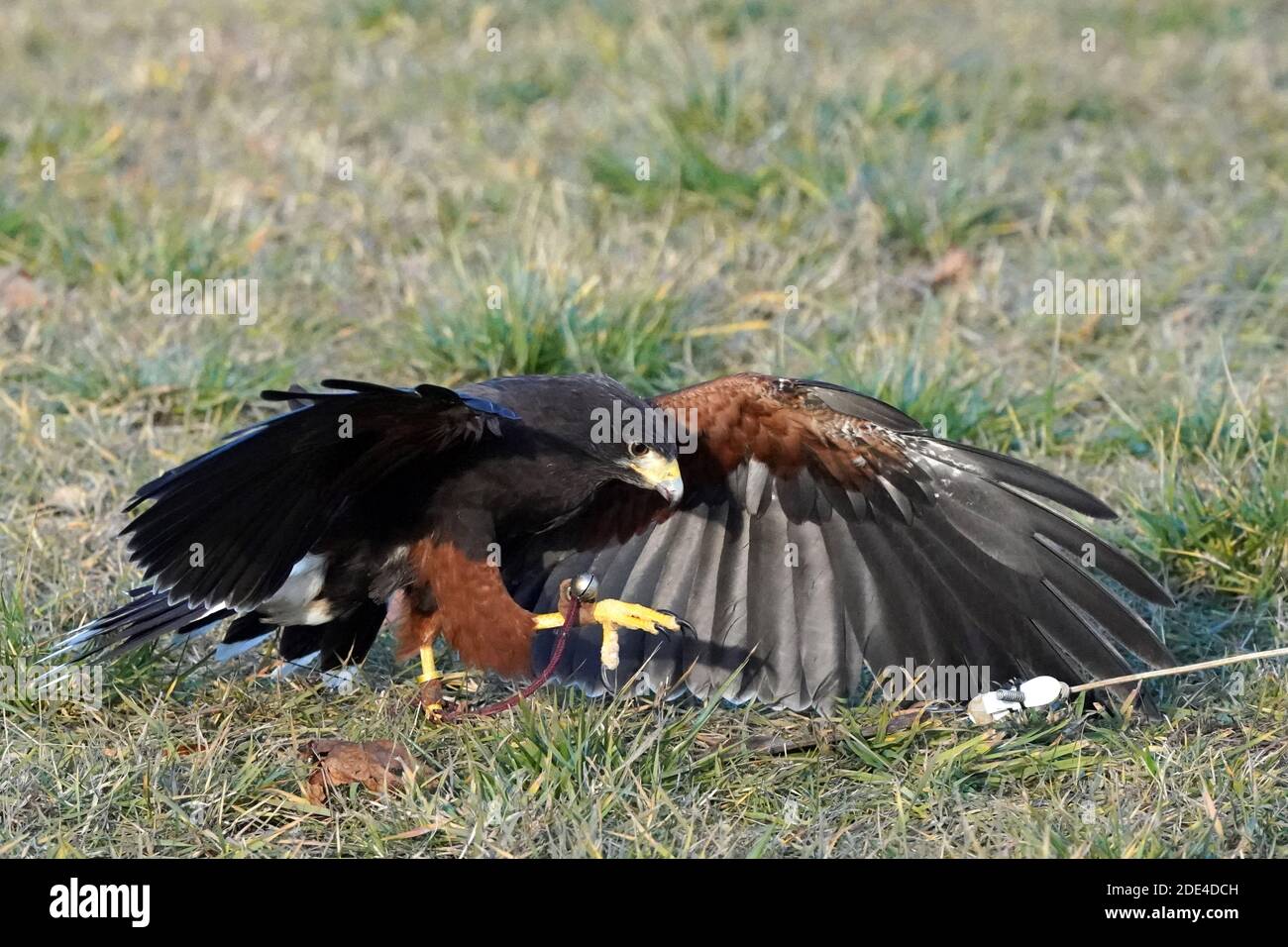 Hawk in flight Stock Photo - Alamy