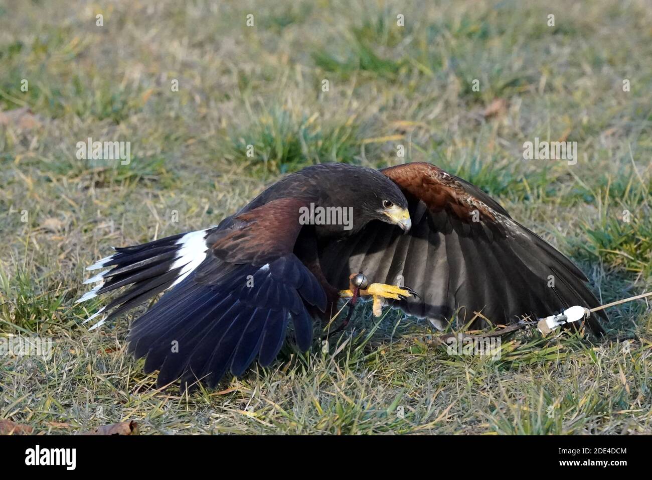 Harris hawk on ground hi-res stock photography and images - Alamy