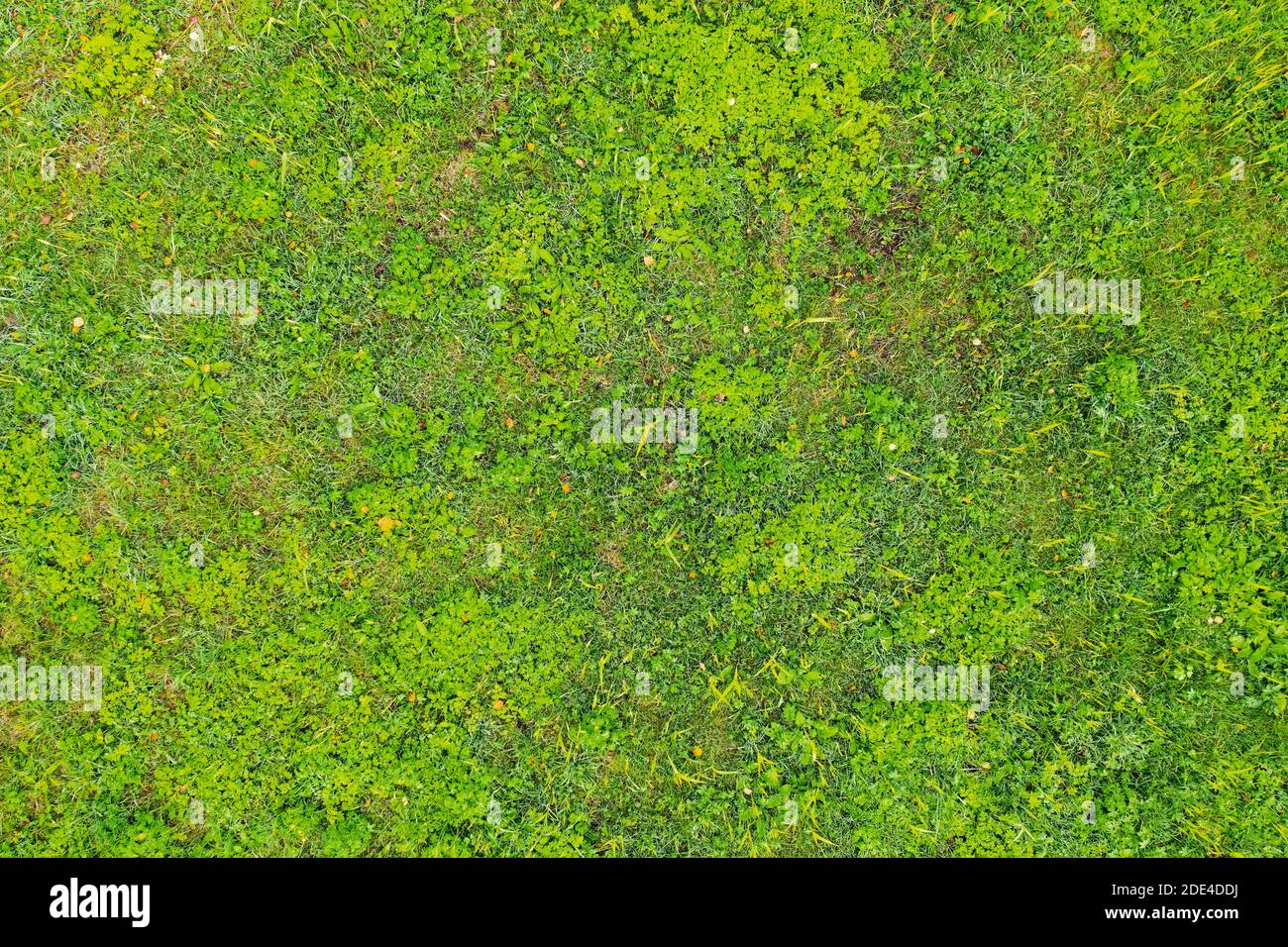 Meadow from above, drone photo, aerial photo, Mondseeland ...