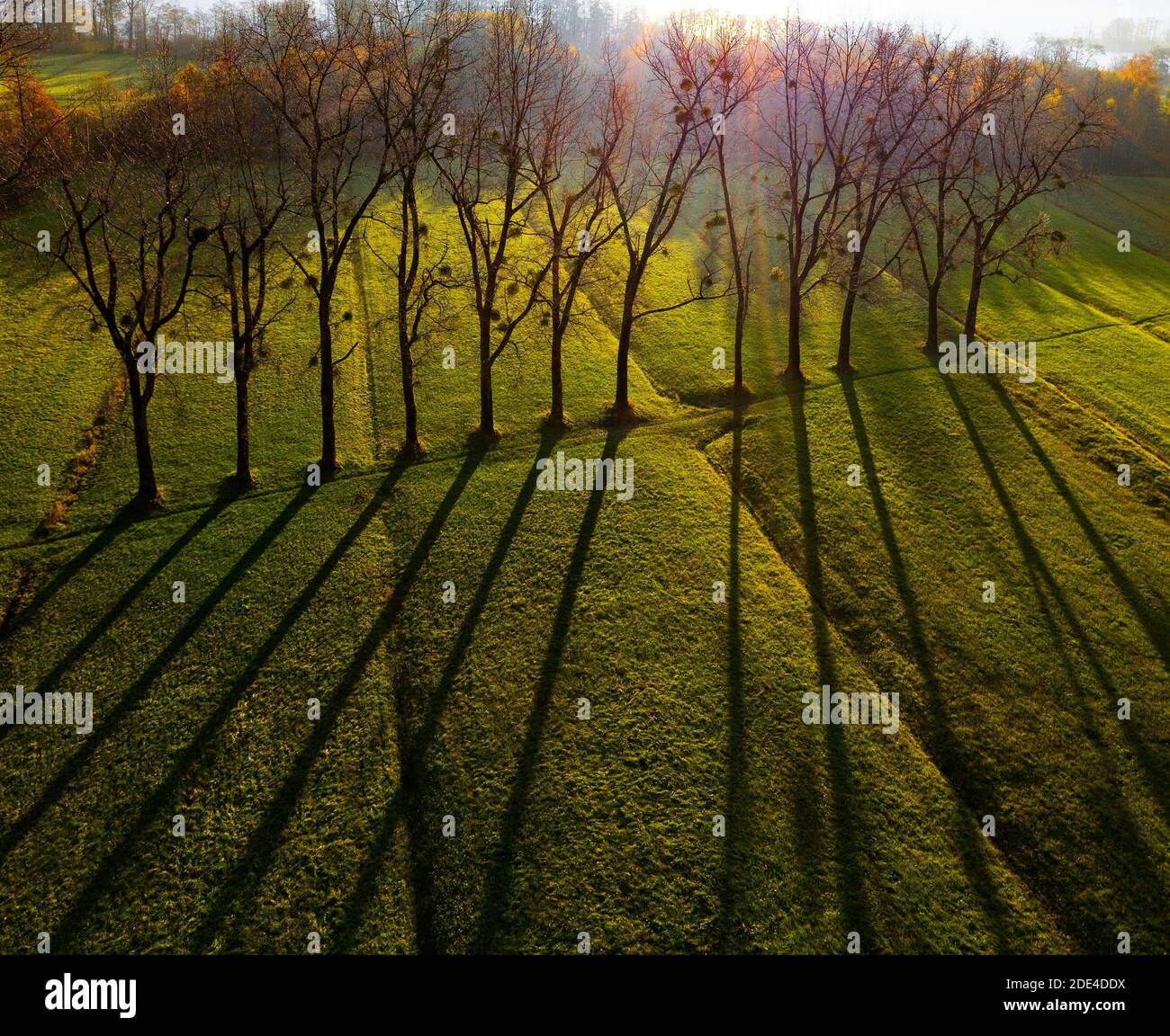Group of trees against the light with shadows, drone photo, aerial ...