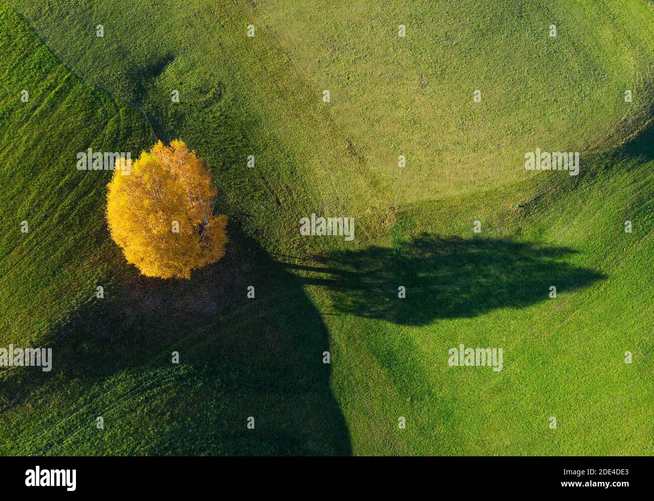 Autumnally discoloured lime tree with shadows, mowed meadows, from ...