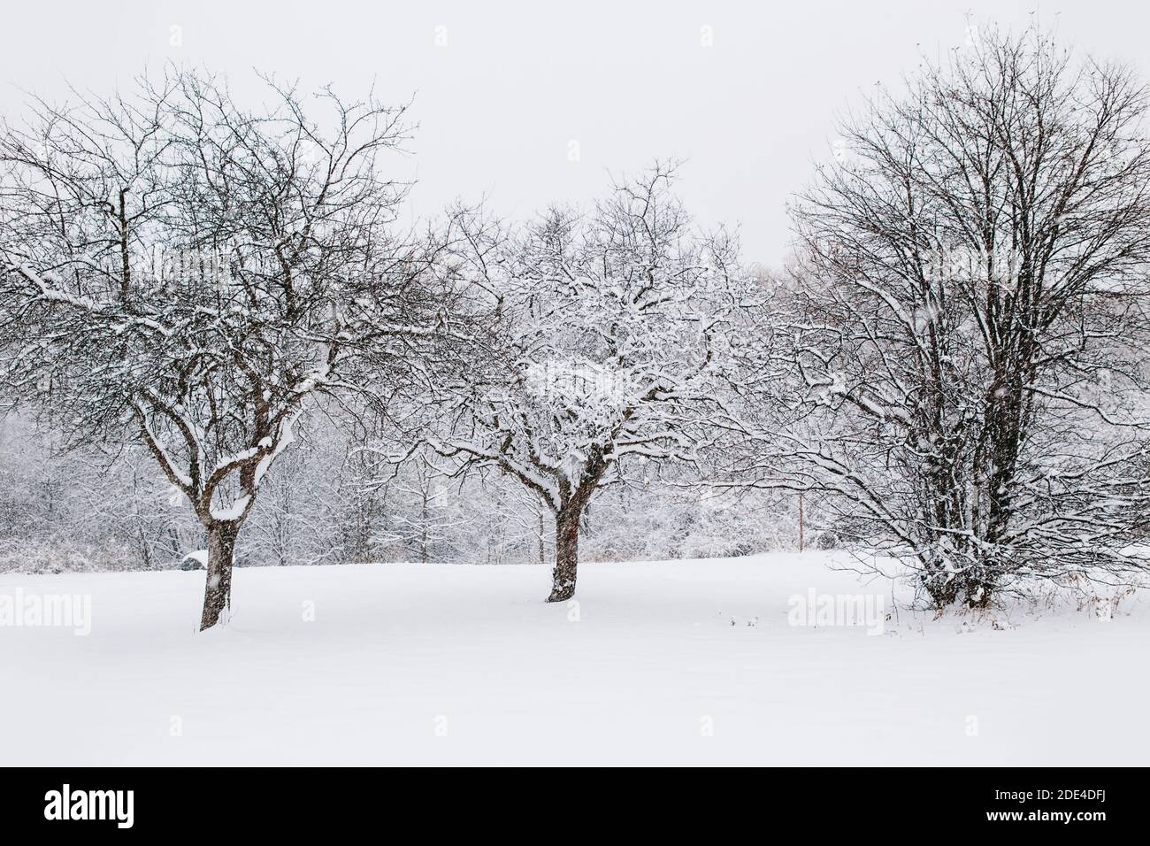 Beautiful winter landscape scene view. Christmas winter card. Three ...