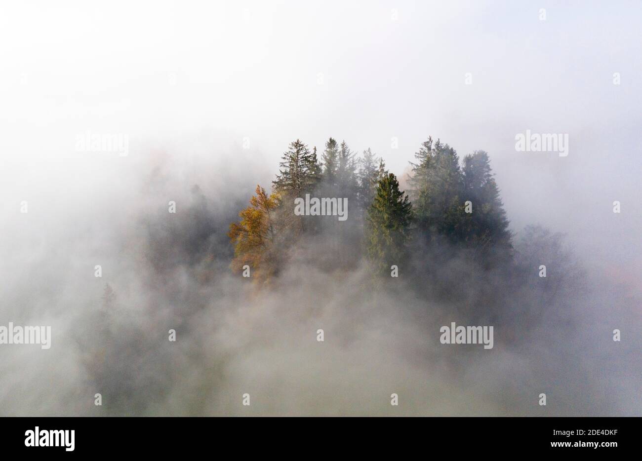 Group of trees in the fog, from above, drone photo, aerial view ...