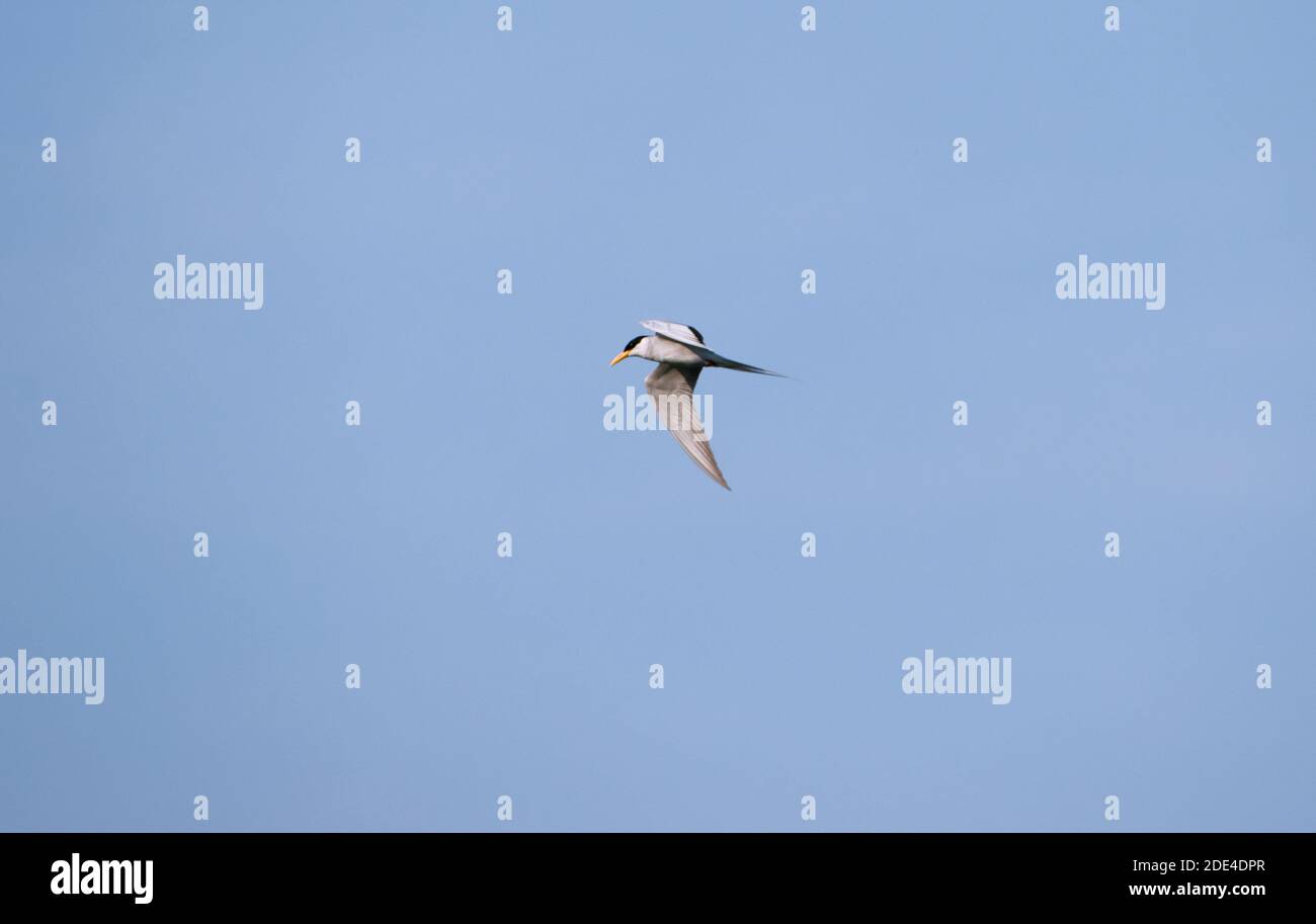 River tern bird flying in the sky Stock Photo - Alamy