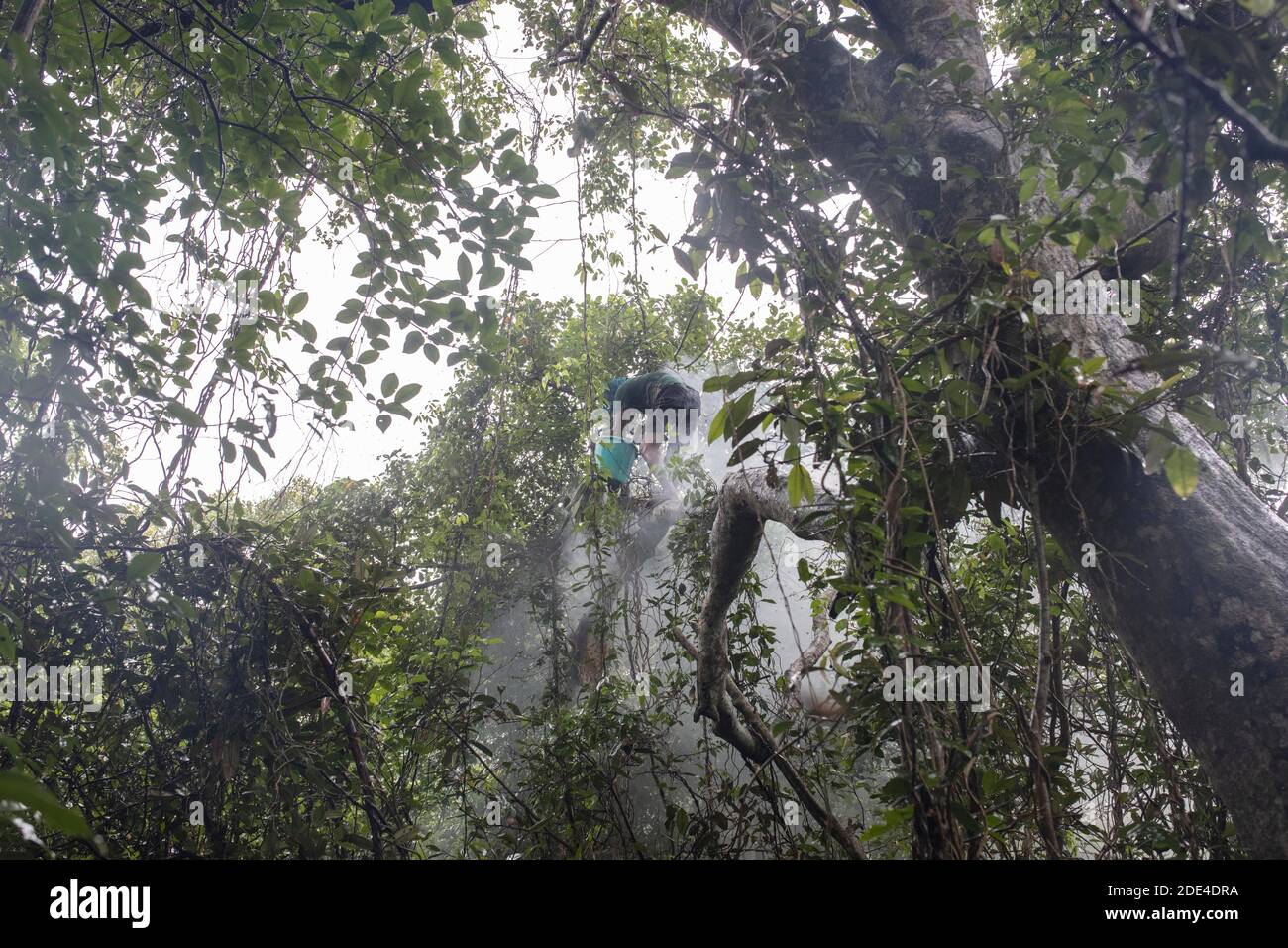 Honey collector climbs a tree in the mangrove forest to get to the ...