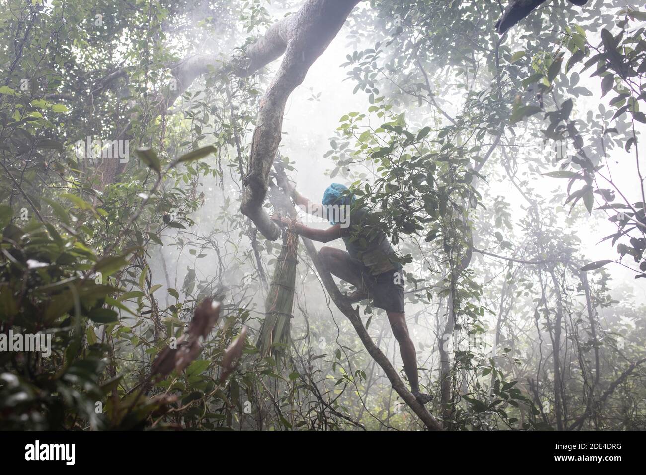 Honey collector climbs a tree in the mangrove forest to get to the ...