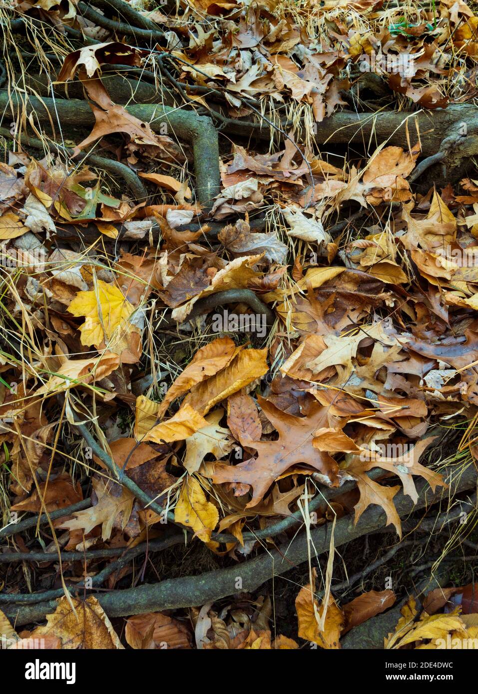 Crunch leaves hi-res stock photography and images - Alamy