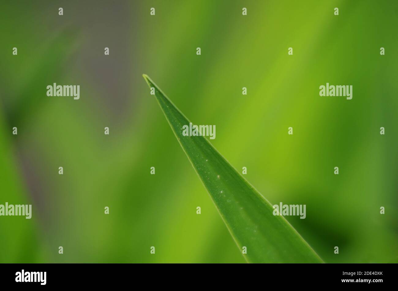 Single green leaf in sunlight hi-res stock photography and images - Alamy