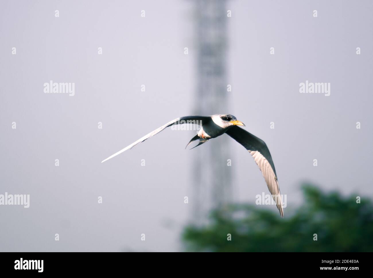 River tern bird flying in the sky Stock Photo - Alamy