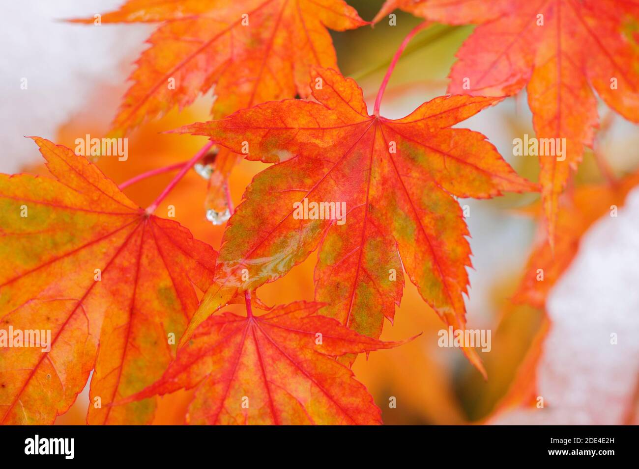 Maple, autumn foliage, Switzerland Stock Photo - Alamy