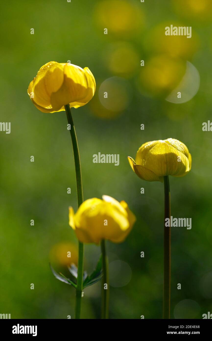 Troll flower, Trollius europaeus, Switzerland Stock Photo - Alamy