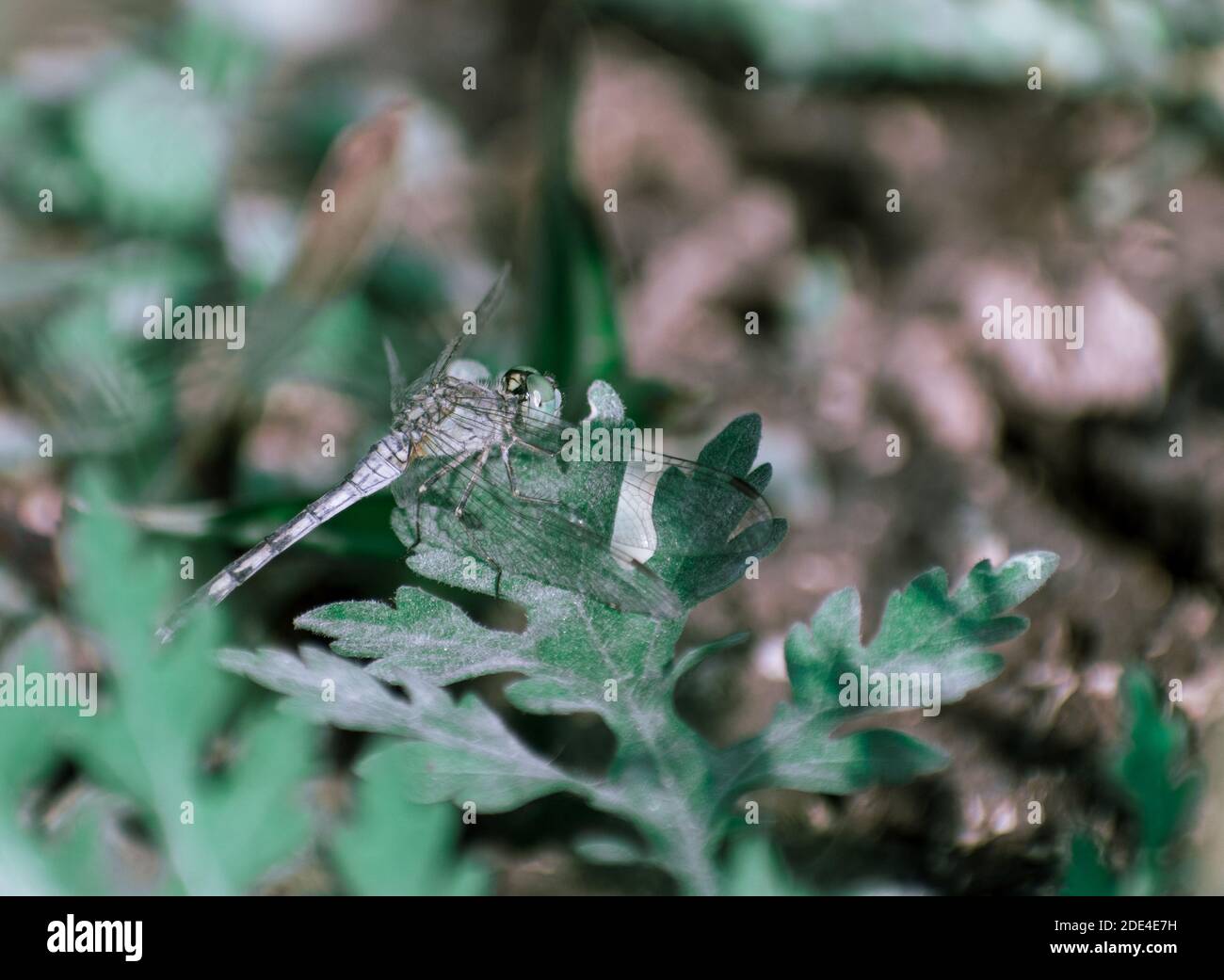 Dragonfly dragon hi-res stock photography and images - Alamy