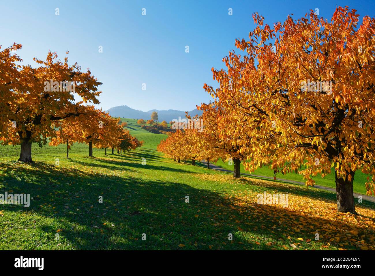 Cherry trees in autumn, Prunus avium, Switzerland Stock Photo - Alamy