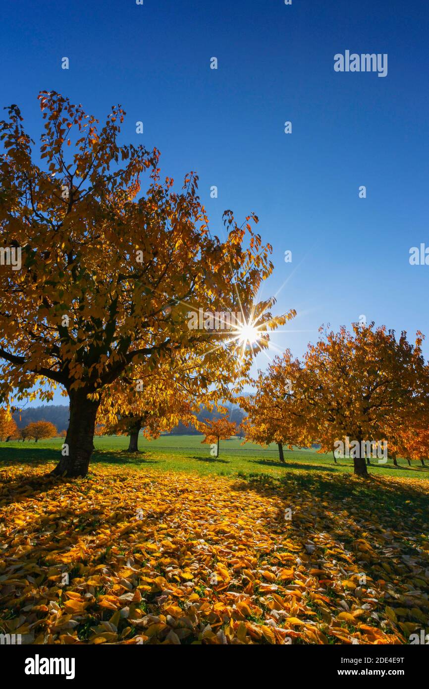 Cherry trees in autumn, Prunus avium, Switzerland Stock Photo - Alamy