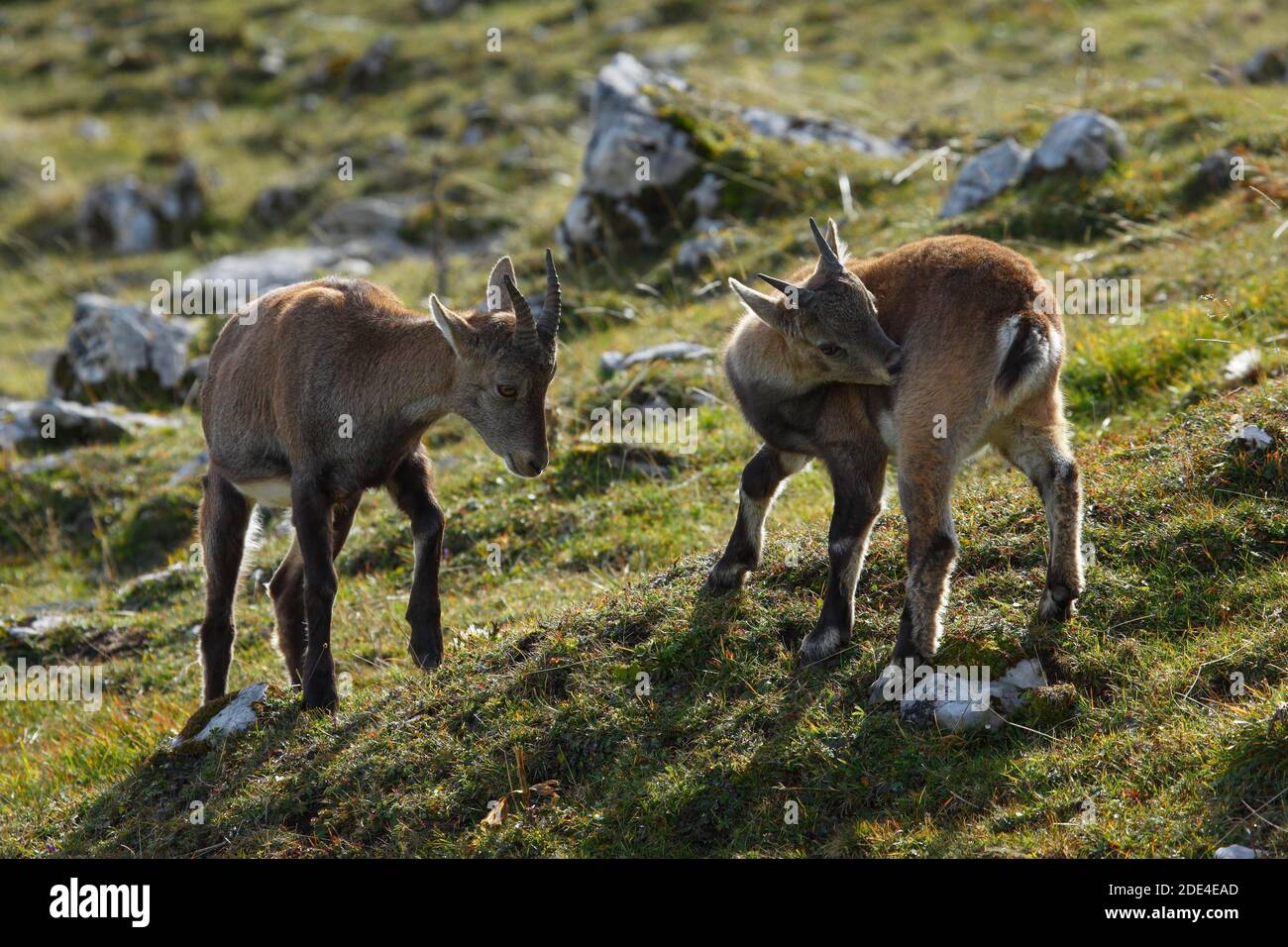 Alpine ibex young animals hi-res stock photography and images - Alamy