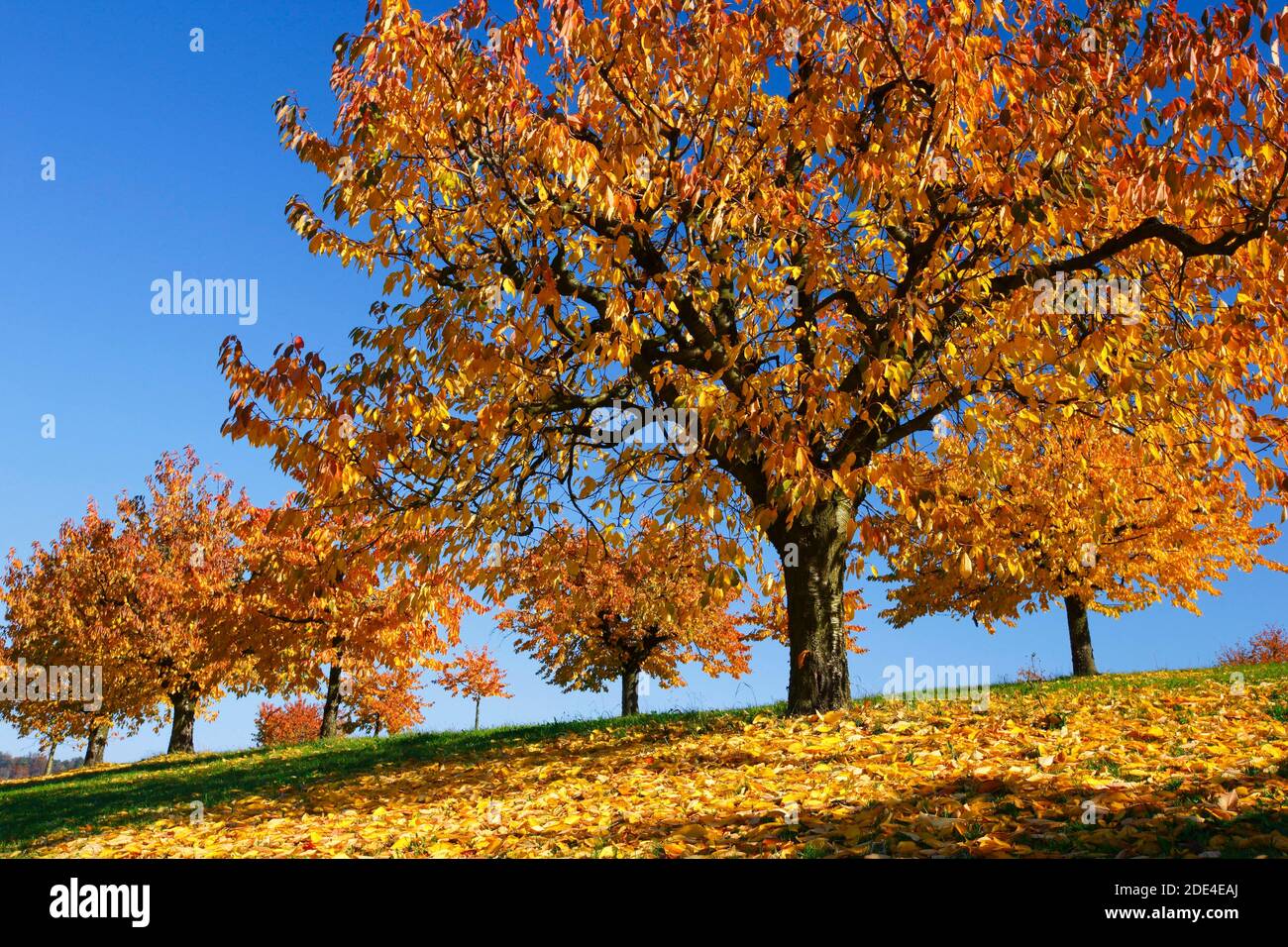 Cherry trees in autumn, Prunus avium, Switzerland Stock Photo - Alamy
