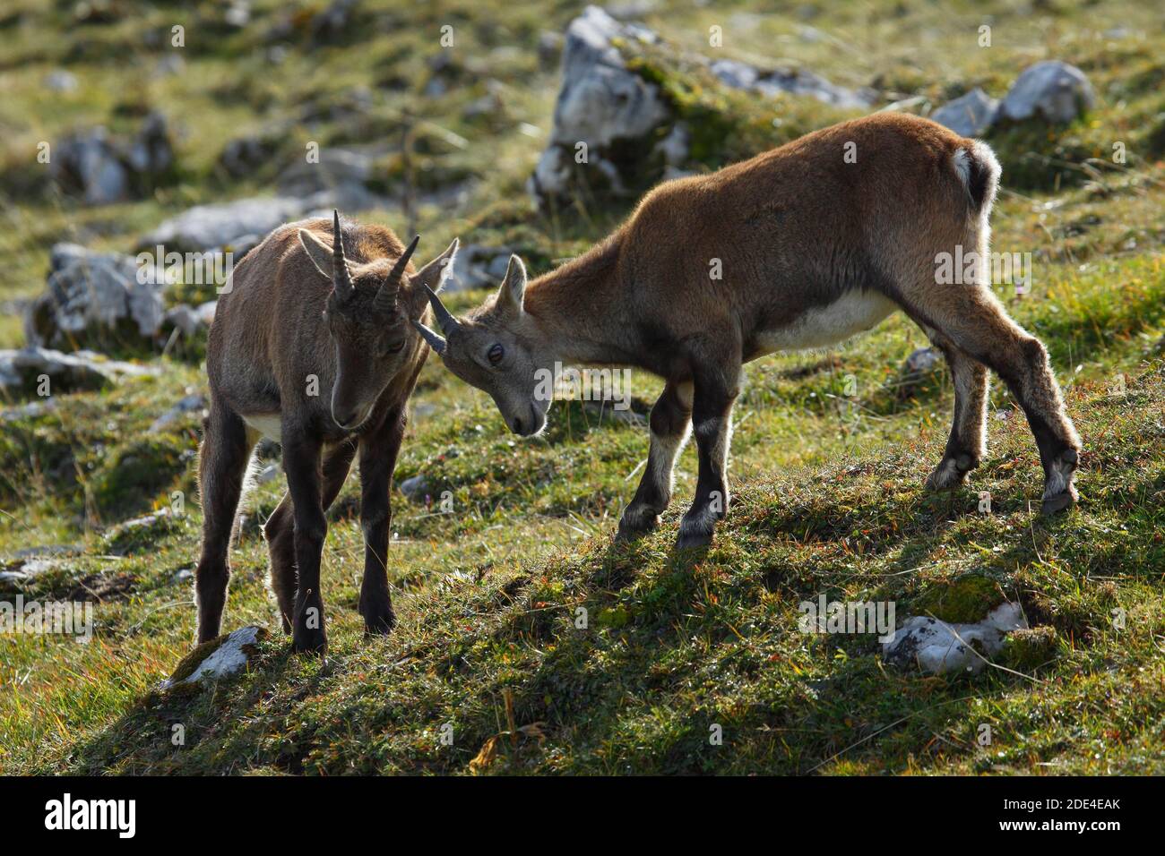 Alpine ibex young animals hi-res stock photography and images - Alamy