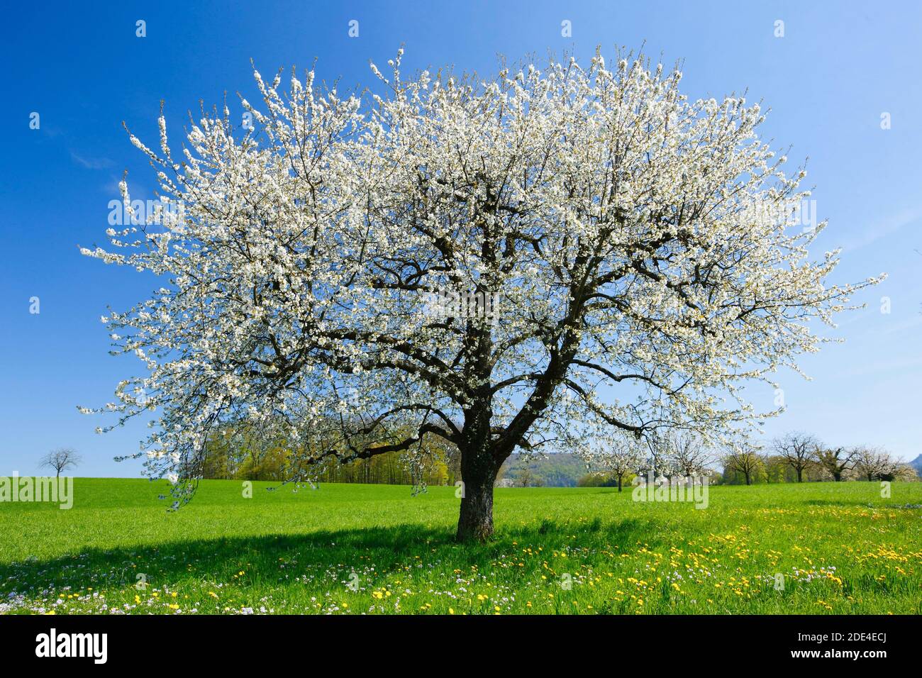 Pear tree in spring, Switzerland Stock Photo - Alamy