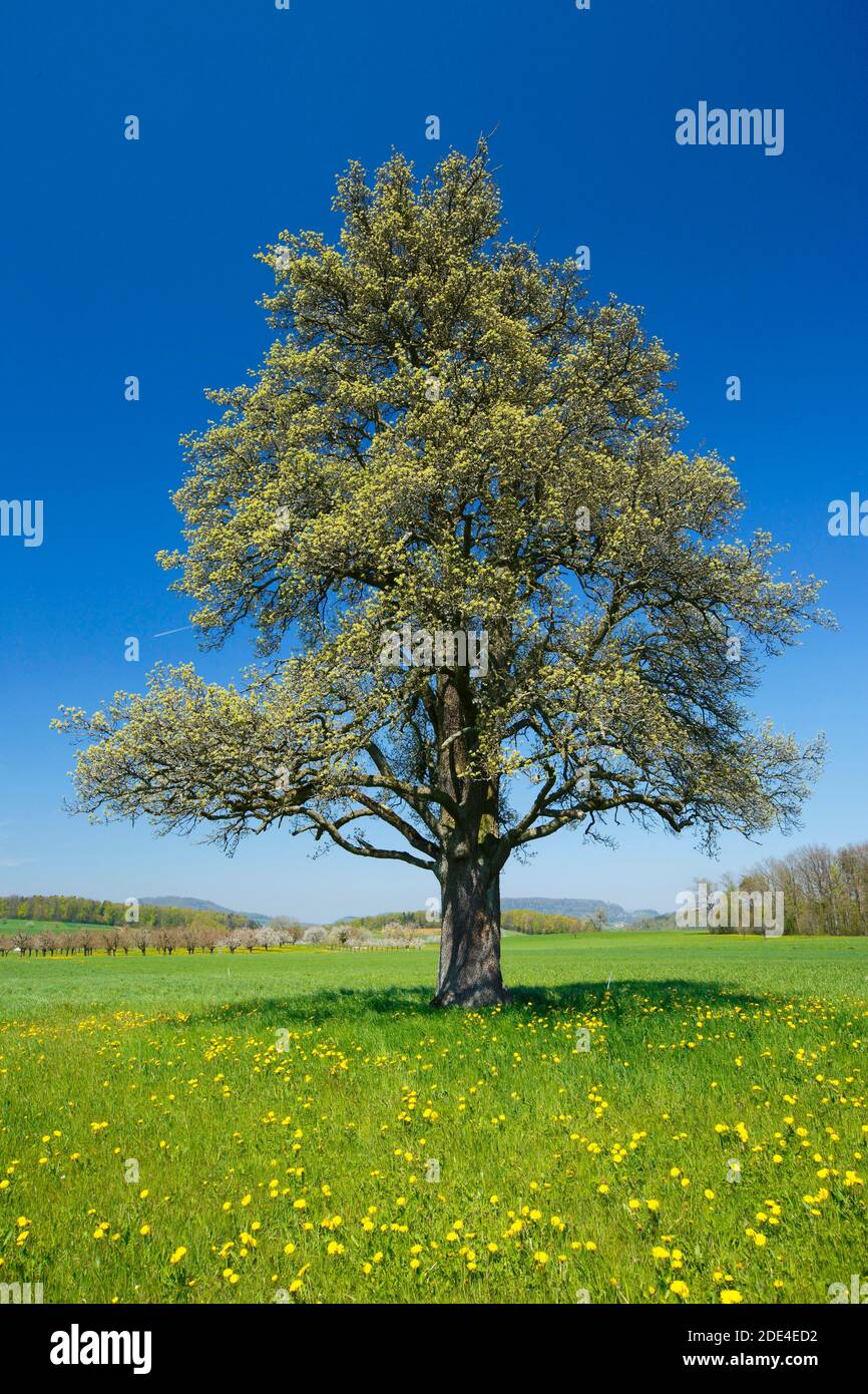 Pear tree in spring, Switzerland Stock Photo - Alamy