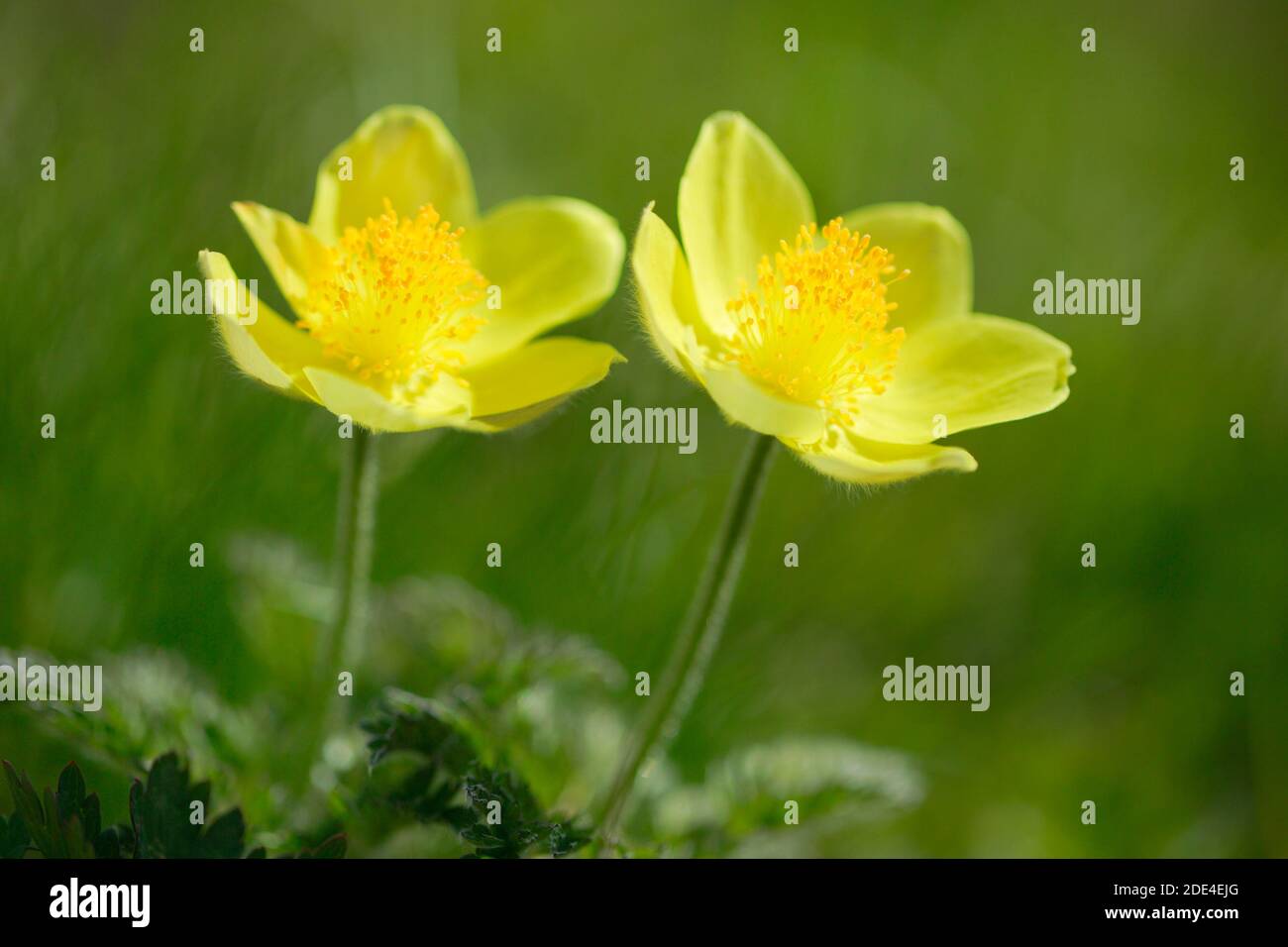Yellow Alpine cowbell, Pulsatilla alpina subsp. apiifolia, Switzerland ...