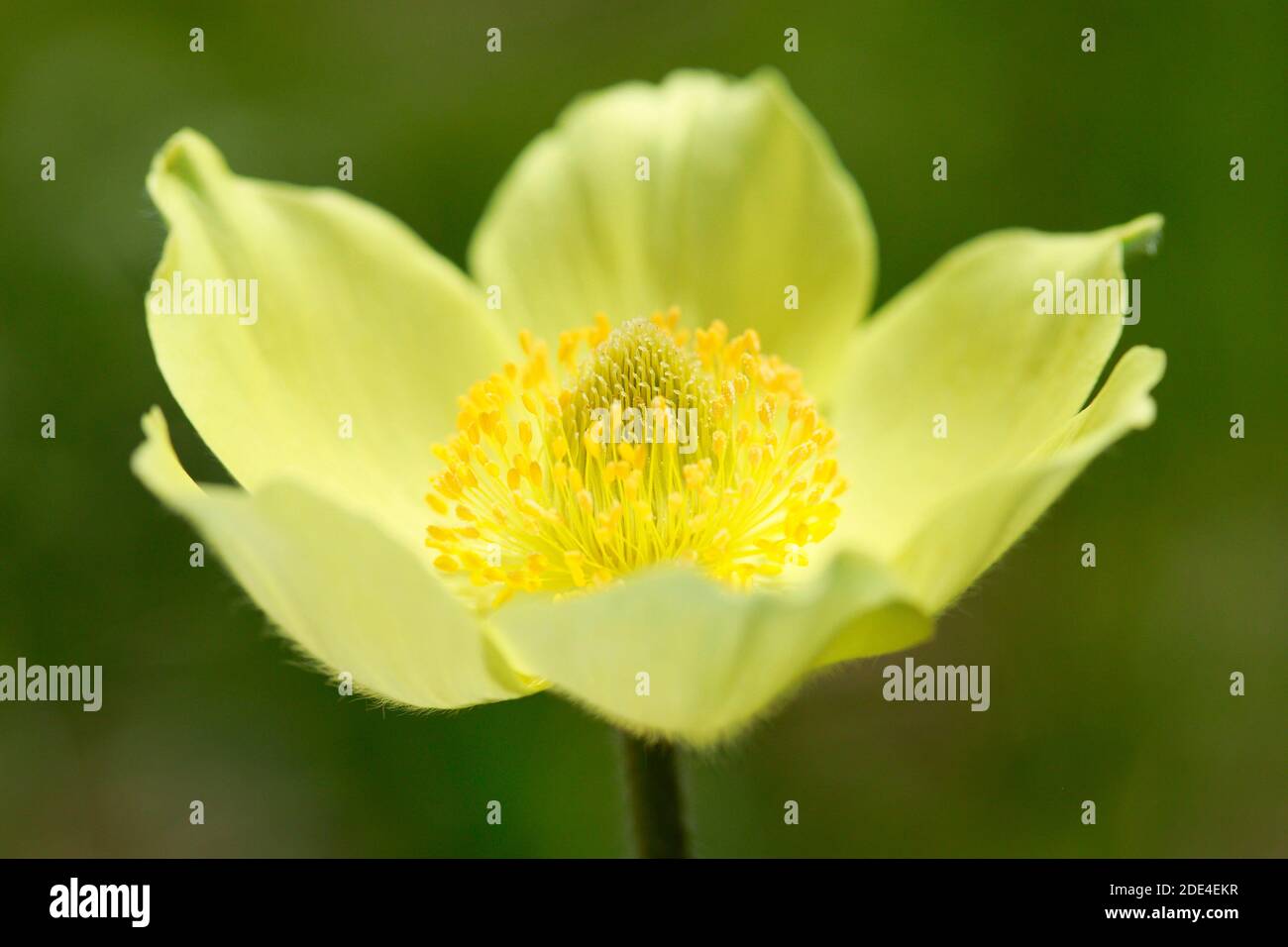Yellow Alpine cowbell, Pulsatilla alpina subsp. apiifolia, Switzerland ...