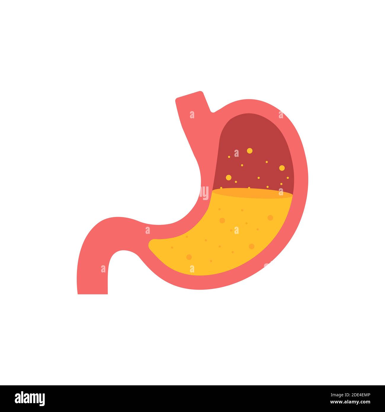 Stomach icon. Human internal organs symbol. Vector stock illustration ...
