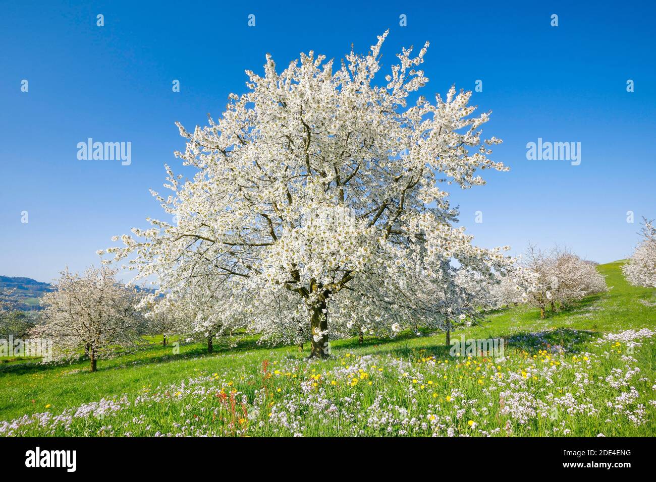 Cherry trees in spring, Prunus avium, Switzerland Stock Photo - Alamy