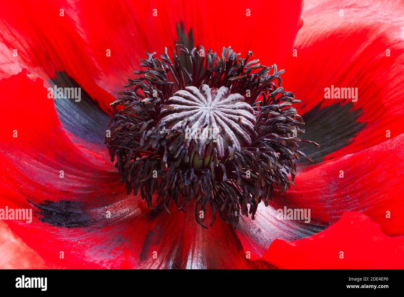 Turkish poppy, Papaver orientale, Switzerland Stock Photo - Alamy