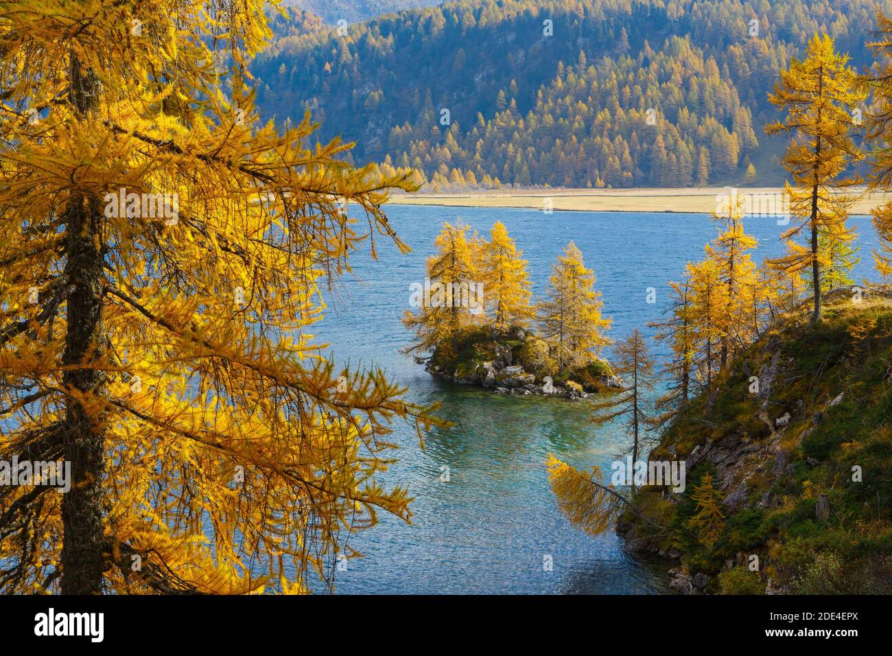 Laerchen, Silsersee, Engadin, Switzerland Stock Photo - Alamy