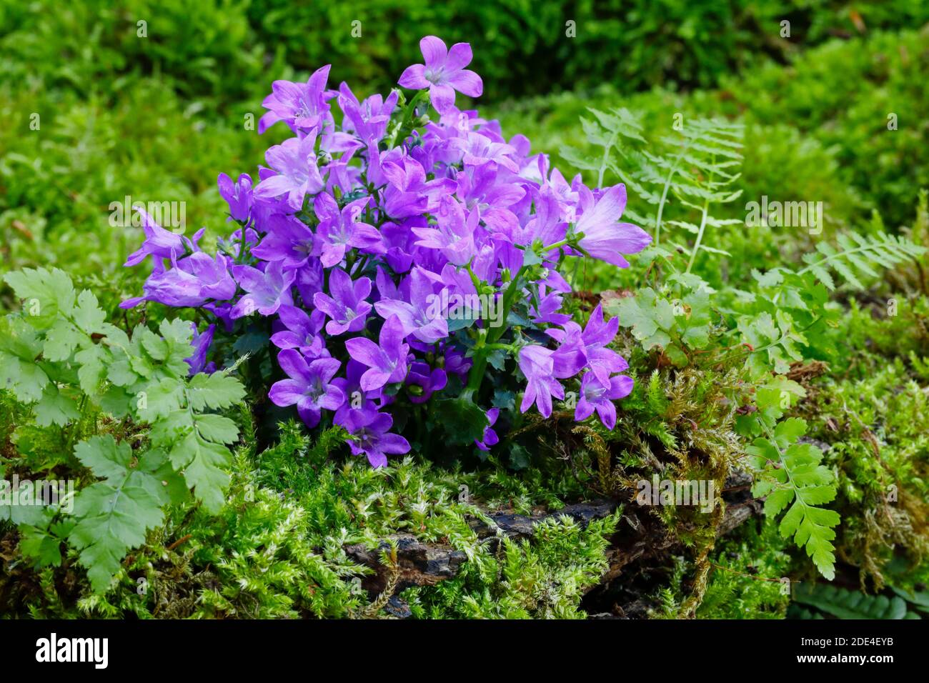 Dalmatian Bellflower, Campanula portenschlagiana Stock Photo - Alamy