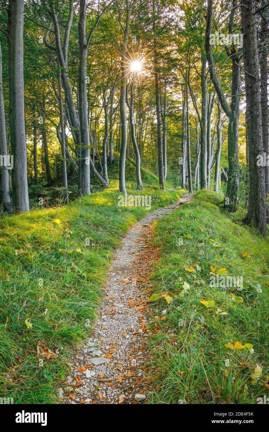 Forest trail, Basel Jura, Basel-Land, Switzerland Stock Photo - Alamy