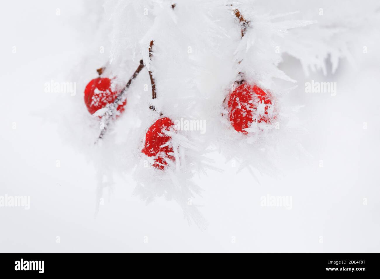 Common snowball with hoarfrost, Switzerland, Viburnum opulus Stock ...