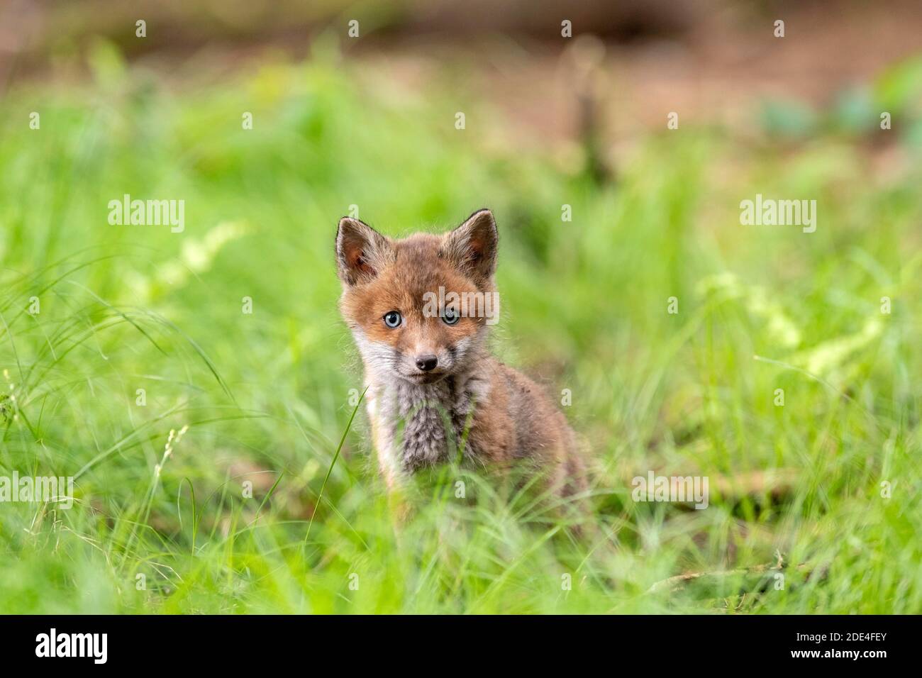 Red fox (Vulpes vulpes) in the meadow, Austria Stock Photo - Alamy