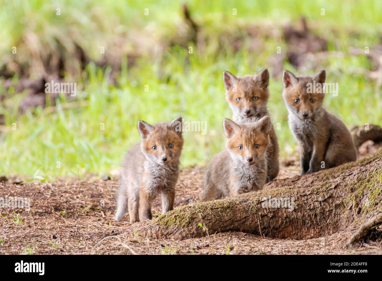 Four red fox cubs hi-res stock photography and images - Alamy