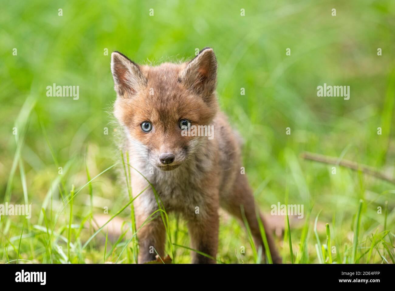 Red fox (Vulpes vulpes) in the meadow, Austria Stock Photo - Alamy