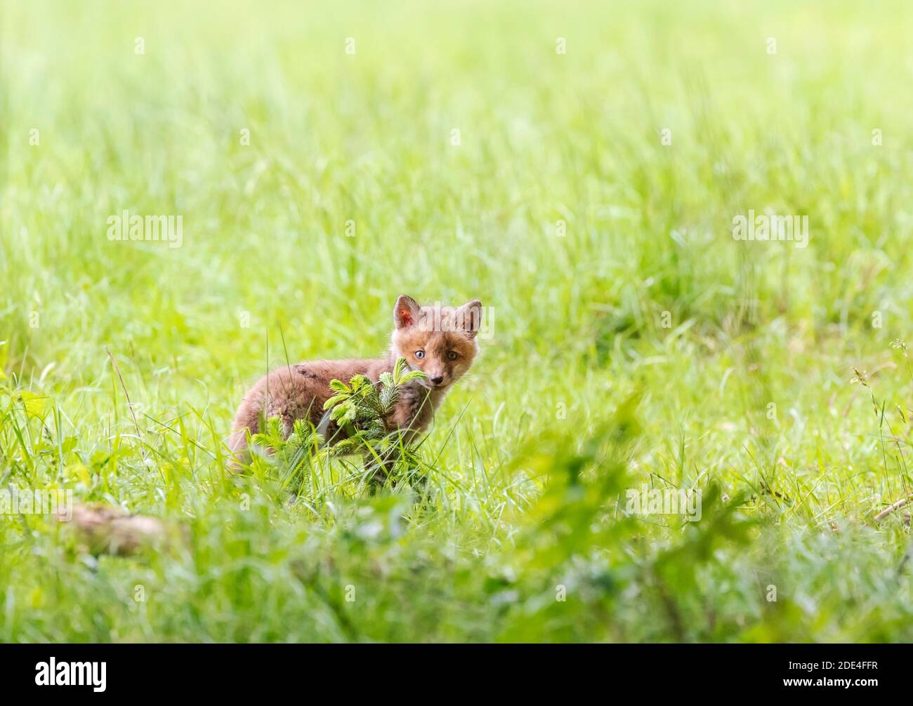 Red fox (Vulpes vulpes) in the meadow, Austria Stock Photo - Alamy