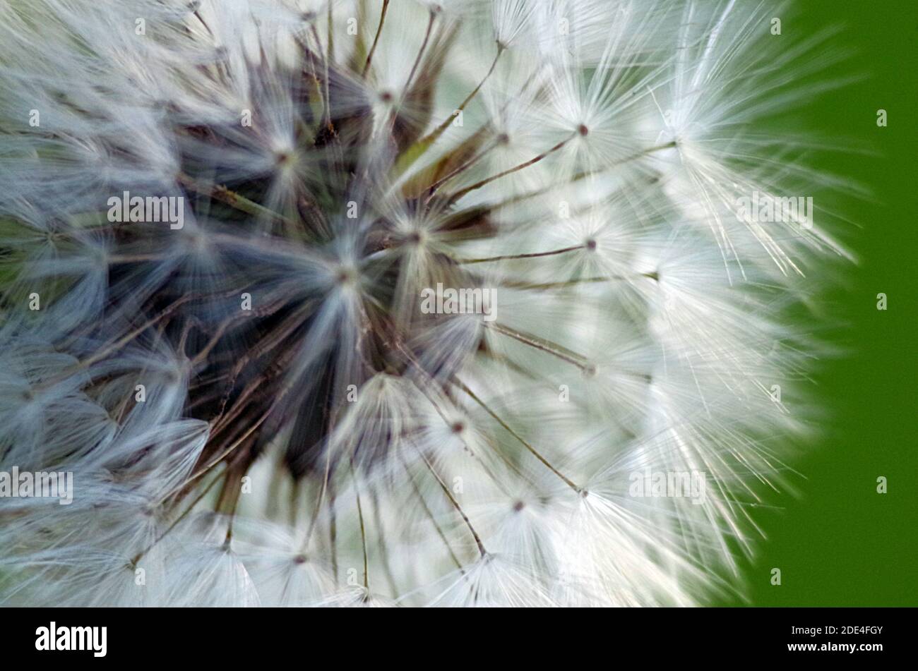 Full Bloom Dandelion Stock Photo - Alamy