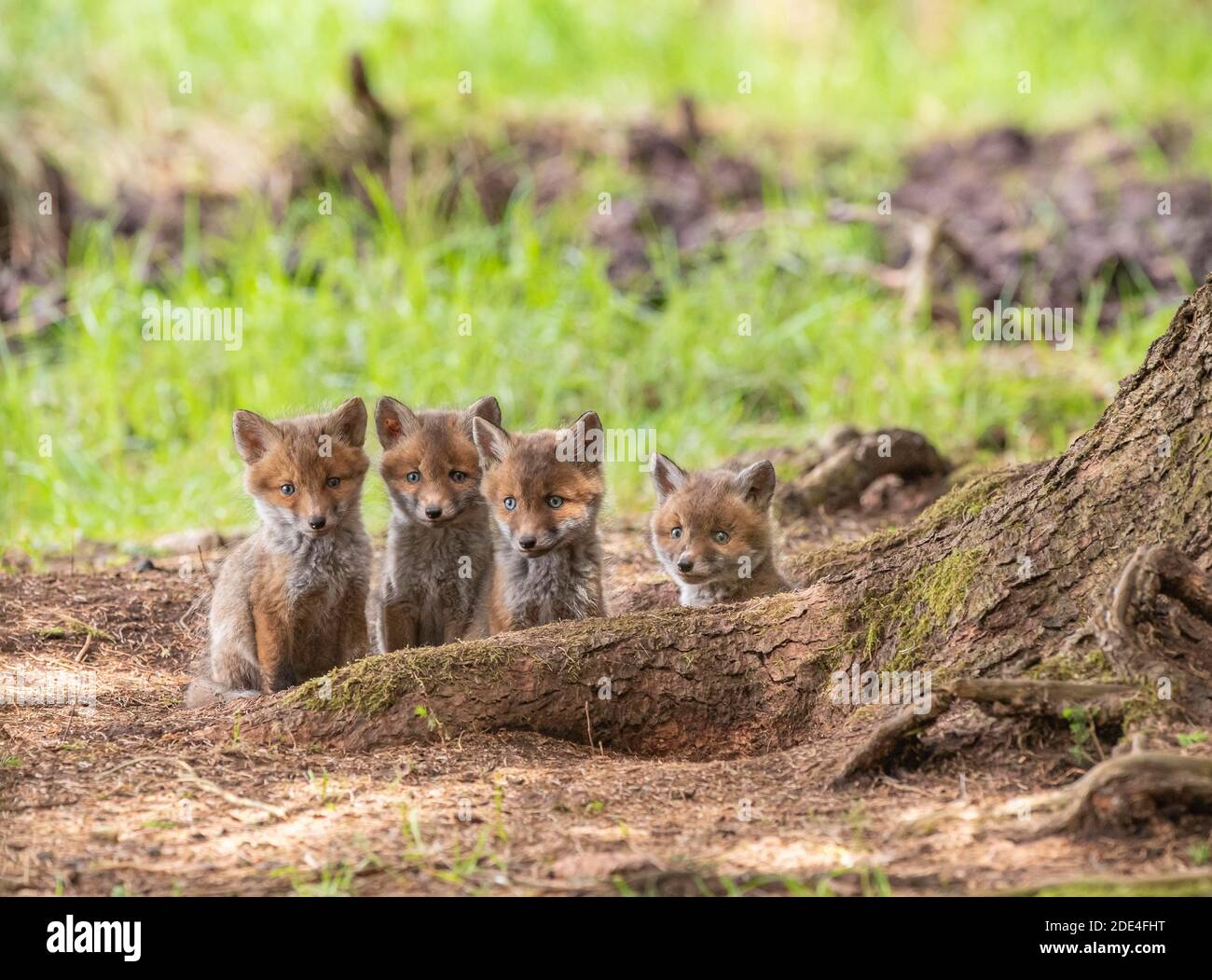 Four red fox cubs hi-res stock photography and images - Alamy