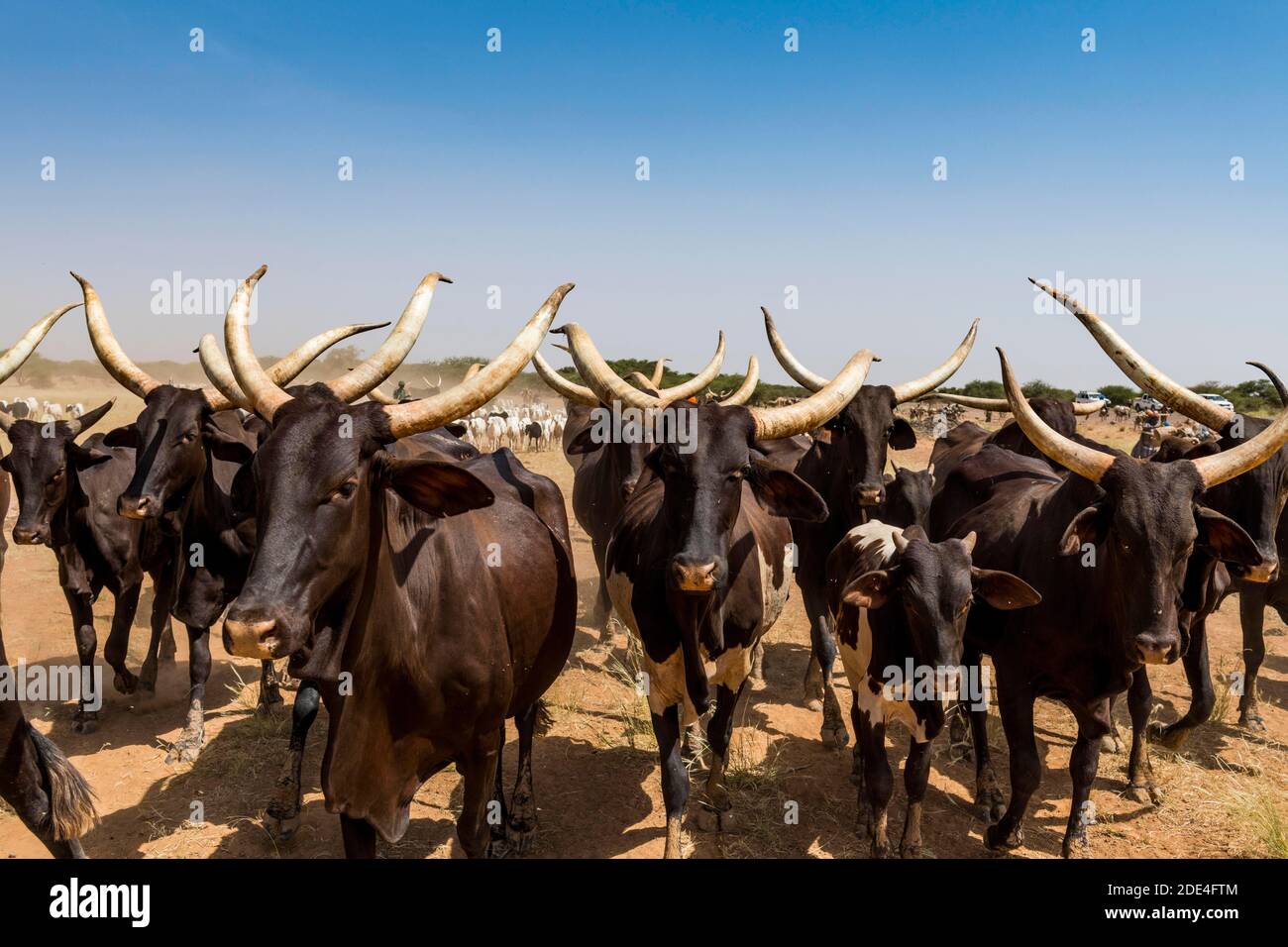 Caravan of Peul nomads with their animals in the Sahel of Niger Stock Photo - Alamy