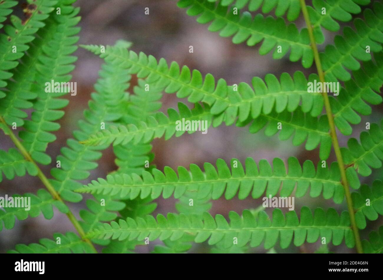 Cross Pattern of Ferns in Forest Stock Photo - Alamy