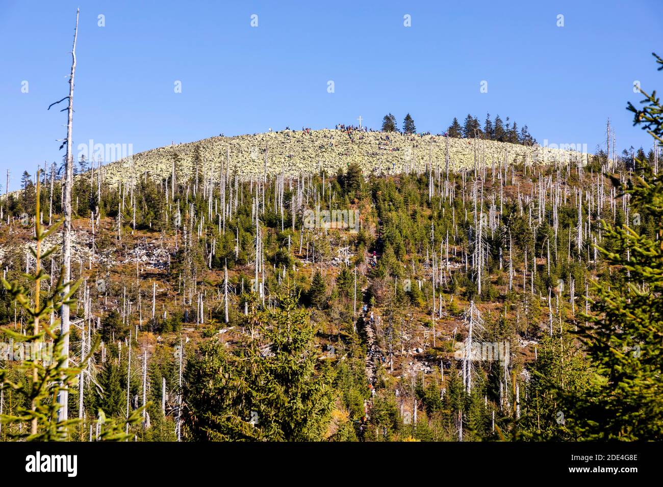 Dead spruces after bark beetle infestation on the mountain Lusen ...