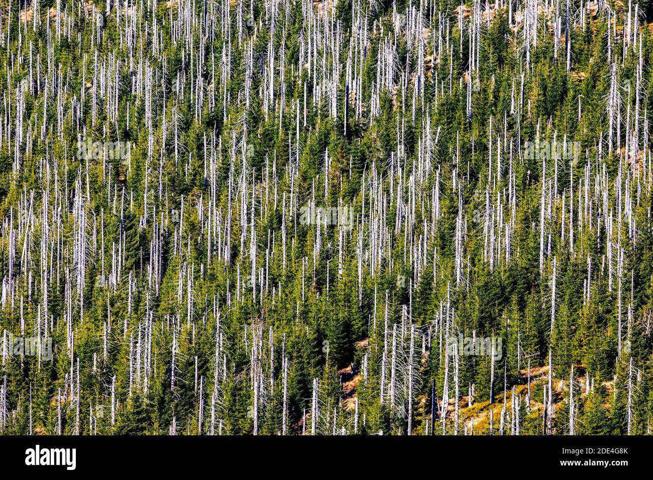 Dead spruces after bark beetle infestation on the mountain Lusen ...