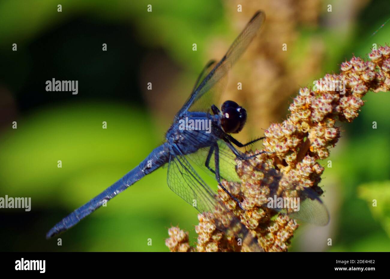 Wildlife image photography color image close hi-res stock photography ...
