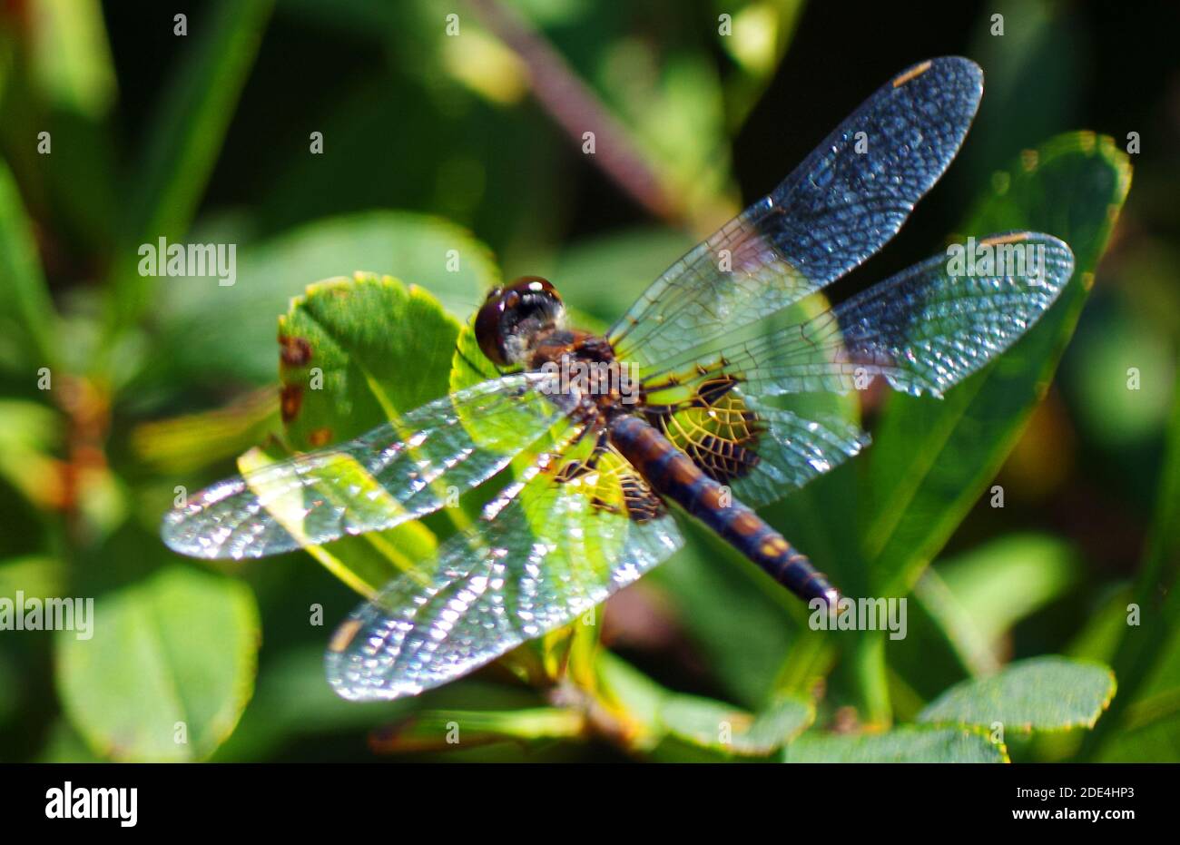 Red and Blue Skimmer Dragonfly Stock Photo - Alamy