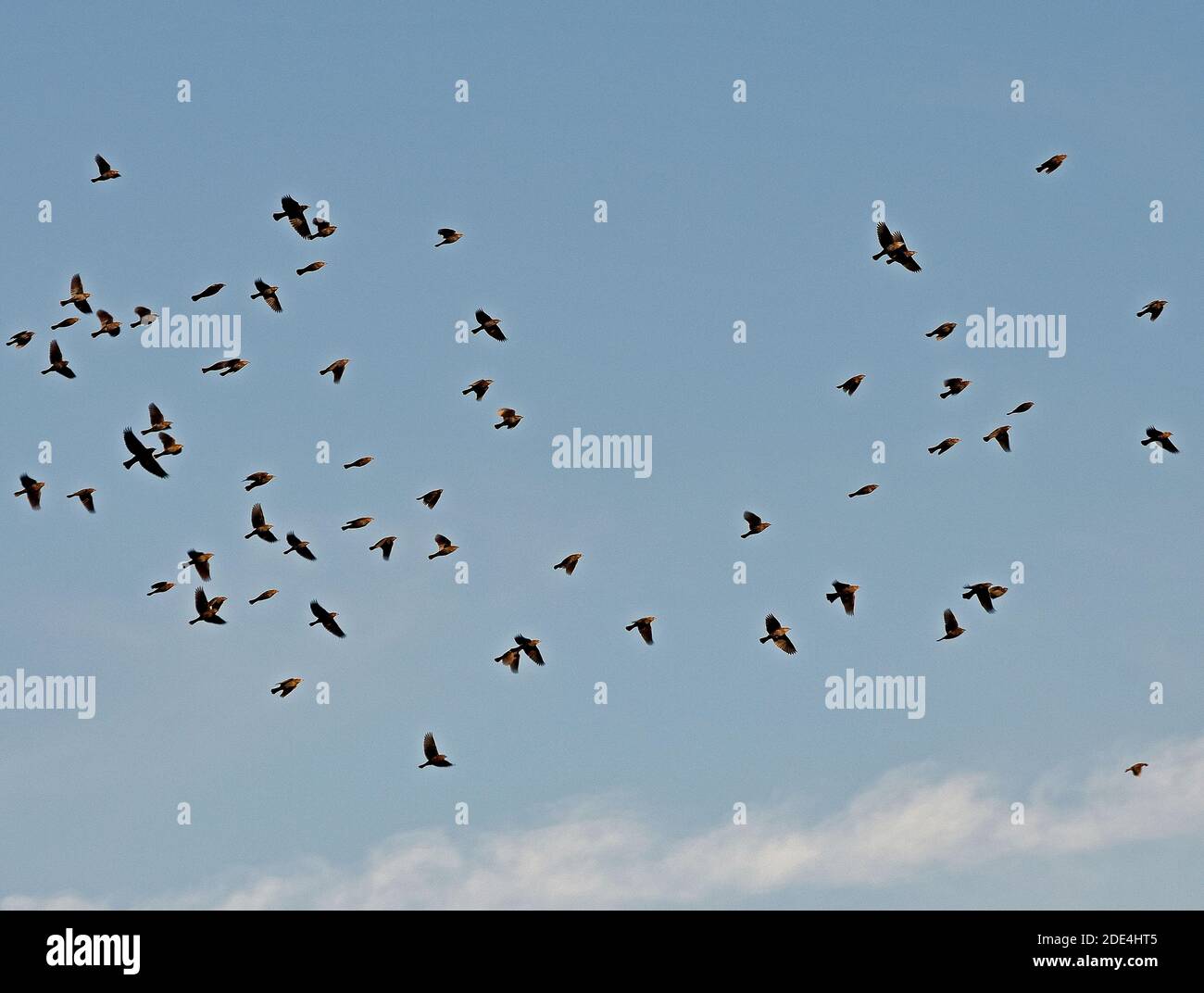 Flying birds in the city hi-res stock photography and images - Alamy