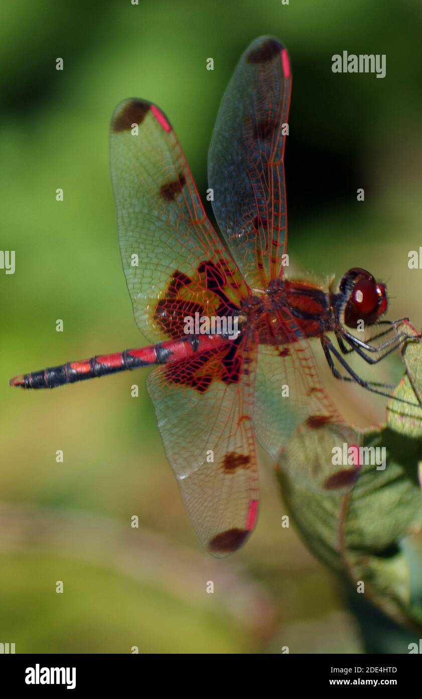 Common Skimmer Dragonfly Stock Photo - Alamy