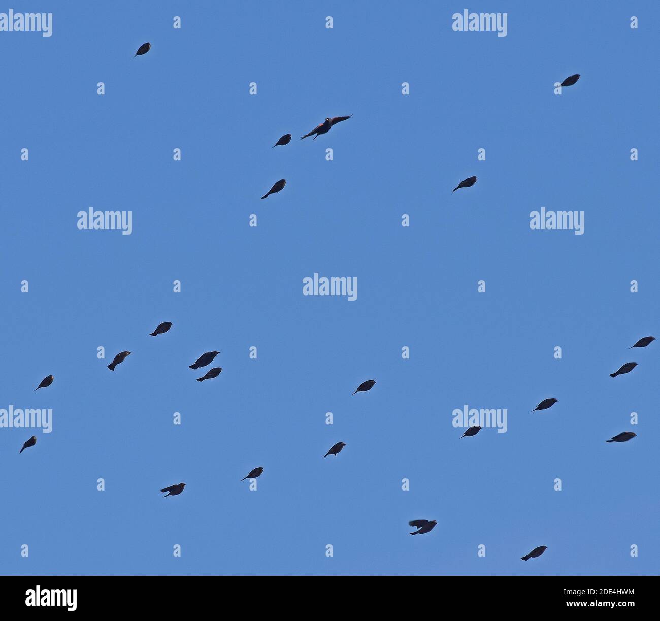 Flying birds in the city hi-res stock photography and images - Alamy