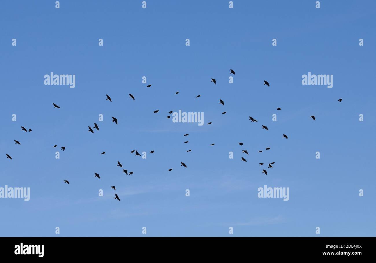 American birds flying hi-res stock photography and images - Alamy
