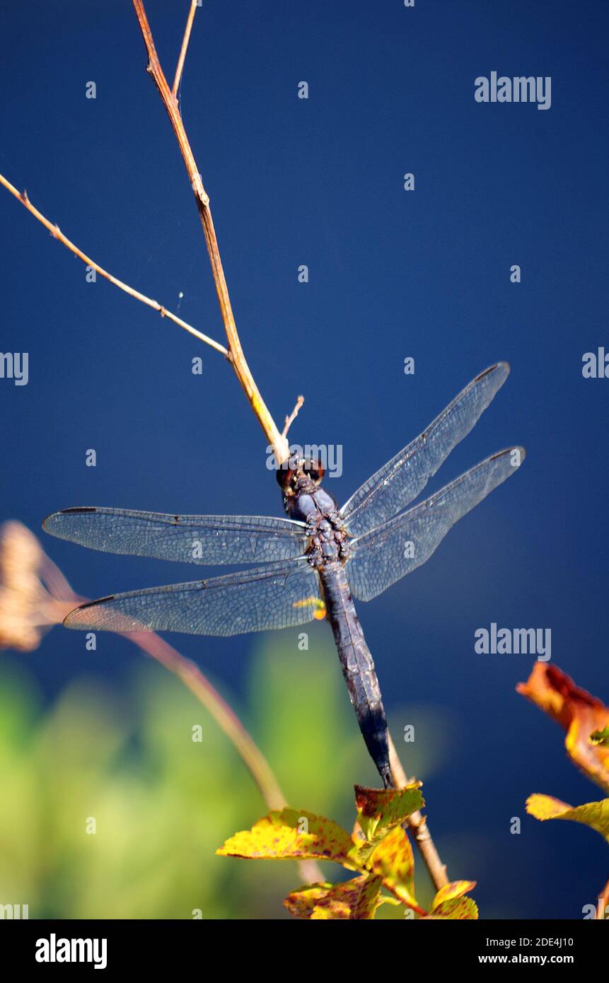Climbing Skimmer Dragonfly Stock Photo - Alamy