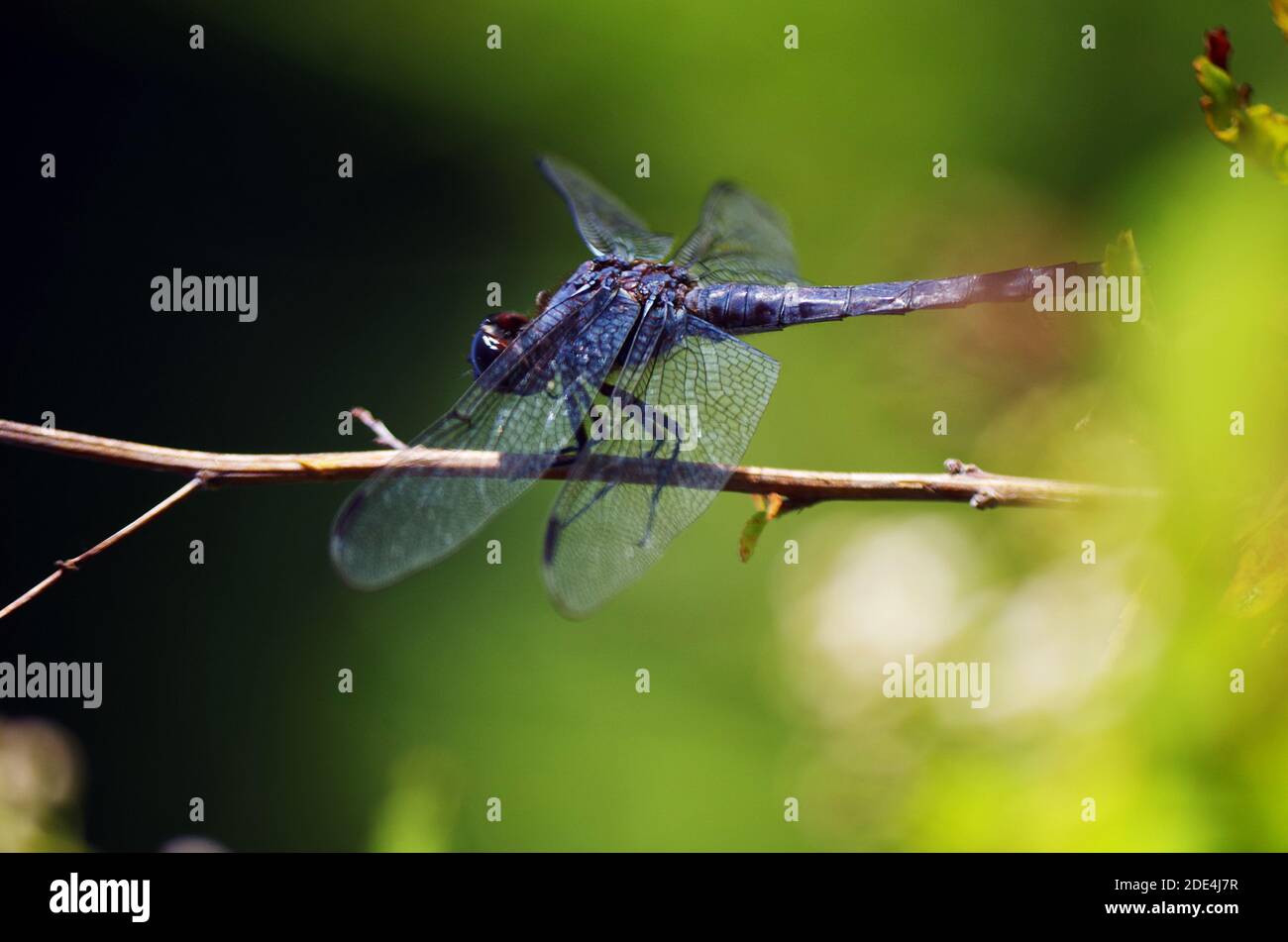 Wing Detail of Blue Skimmer Dragonfly Stock Photo - Alamy